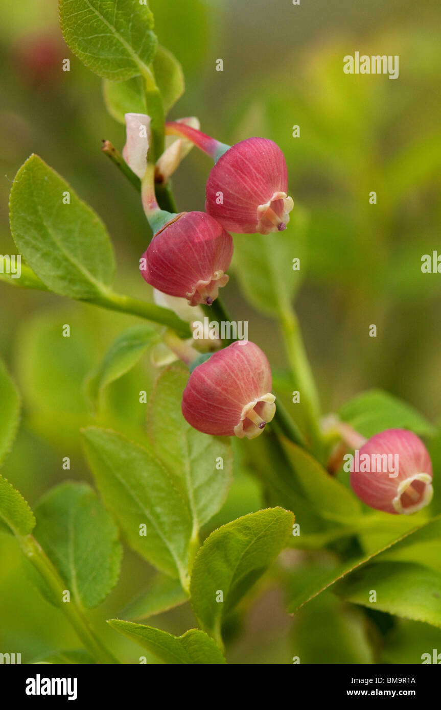 Bilberry, Blueberry, Whinberry, Whortleberry (Vaccinium myrtillus ...