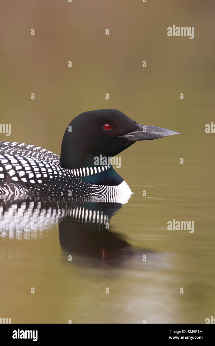 Common Loon, Northern Diver (gavia immer) from Northern Michigan Stock ...