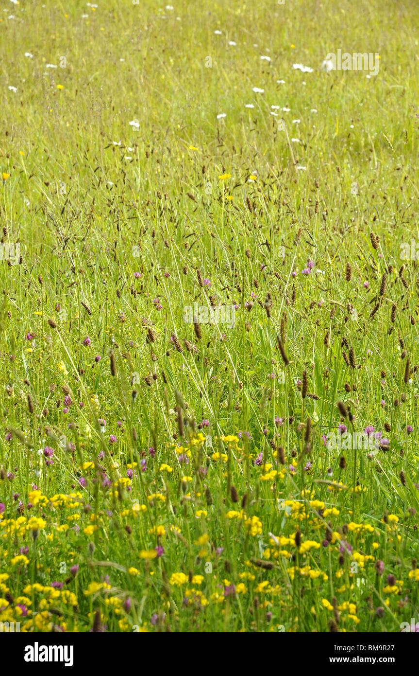 English grasses hi-res stock photography and images - Alamy