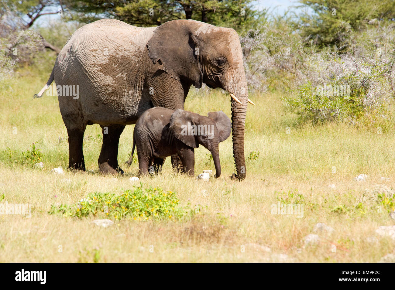 Elephant baby hi-res stock photography and images - Alamy