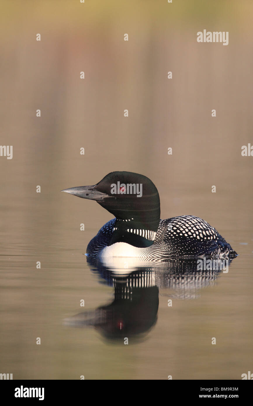 Common Loon, Northern Diver (gavia immer) from Northern Michigan Stock ...