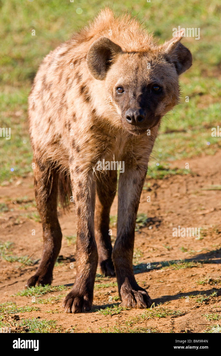 Spotted african hyena hi-res stock photography and images - Alamy