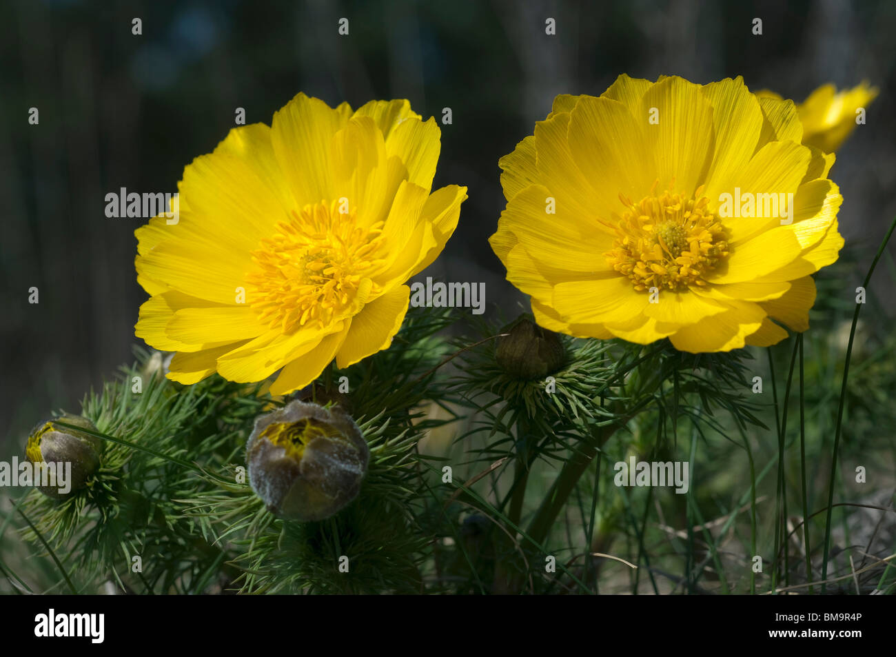 Spring Adonis, Yellow Pheasants Eye (Adonis vernalis), flowering plant ...