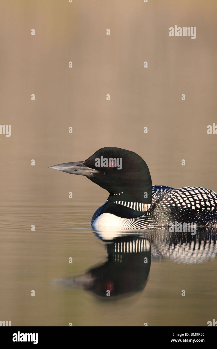 Common Loon, Northern Diver (gavia immer) from Northern Michigan Stock ...