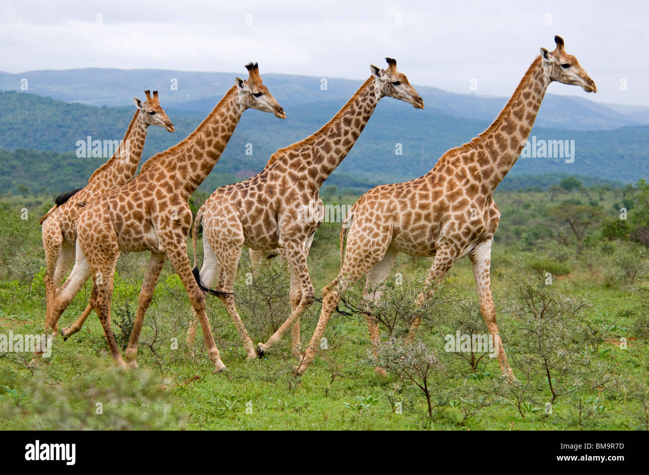 Giraffes in a row Stock Photo - Alamy