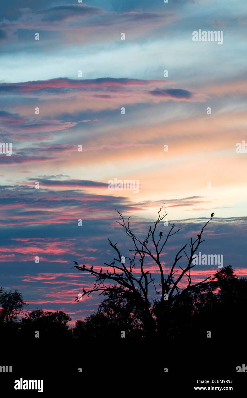 african sunset, botswana Stock Photo - Alamy