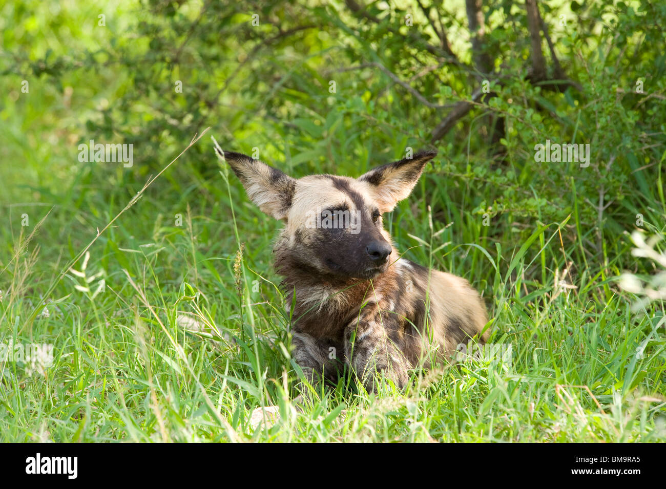 African wild dog resting Stock Photo - Alamy