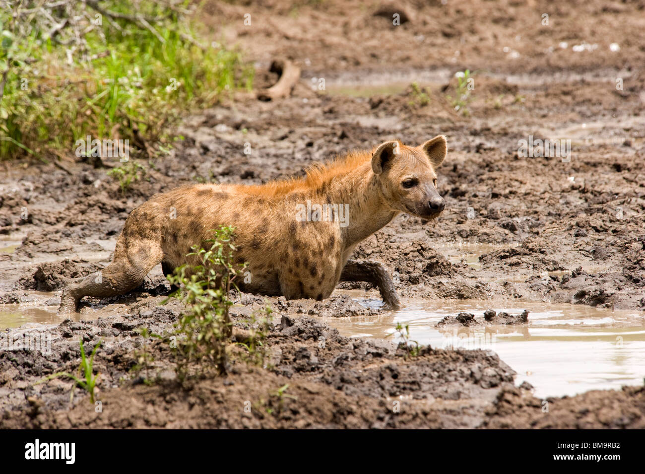 Hyena wading through mud Stock Photo - Alamy