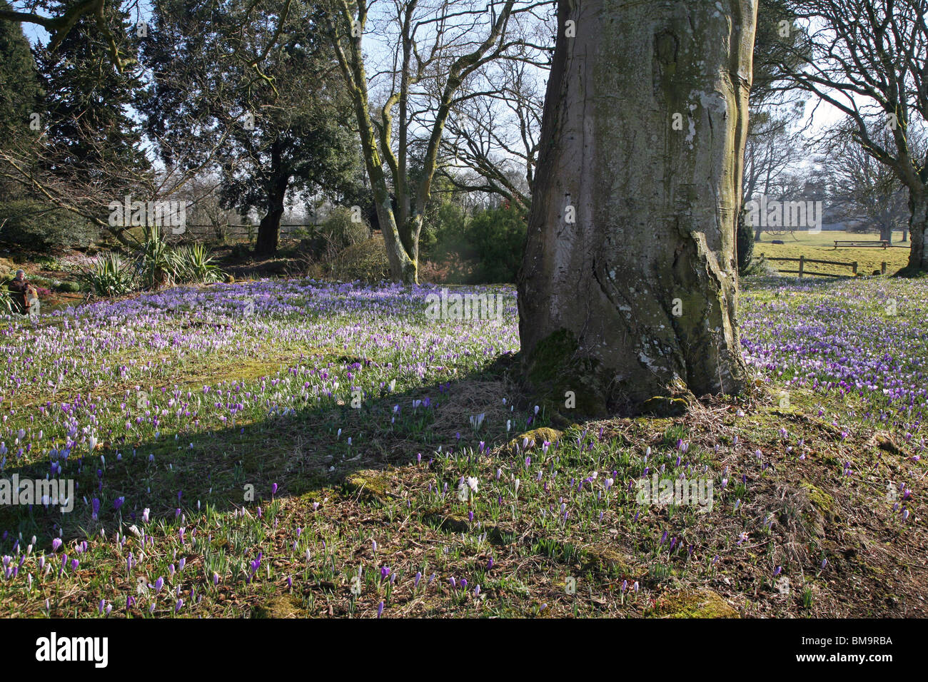 Spring Crocus display in the gardens of the historic stately home, a ...