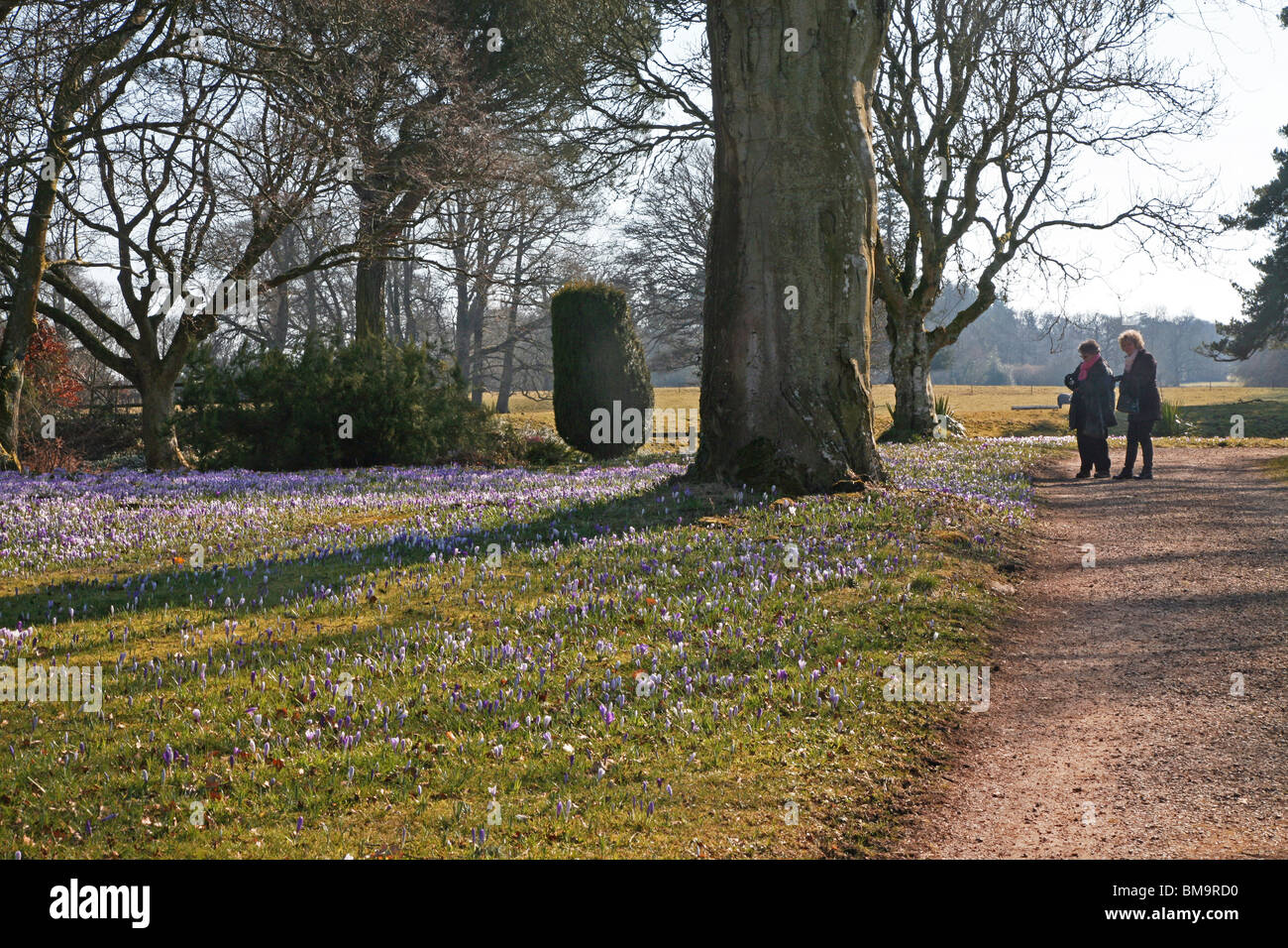 Spring Crocus display in the gardens of the historic stately home, a ...