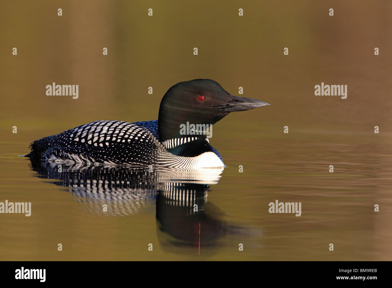 Common Loon, Northern Diver (gavia immer) from Northern Michigan Stock ...