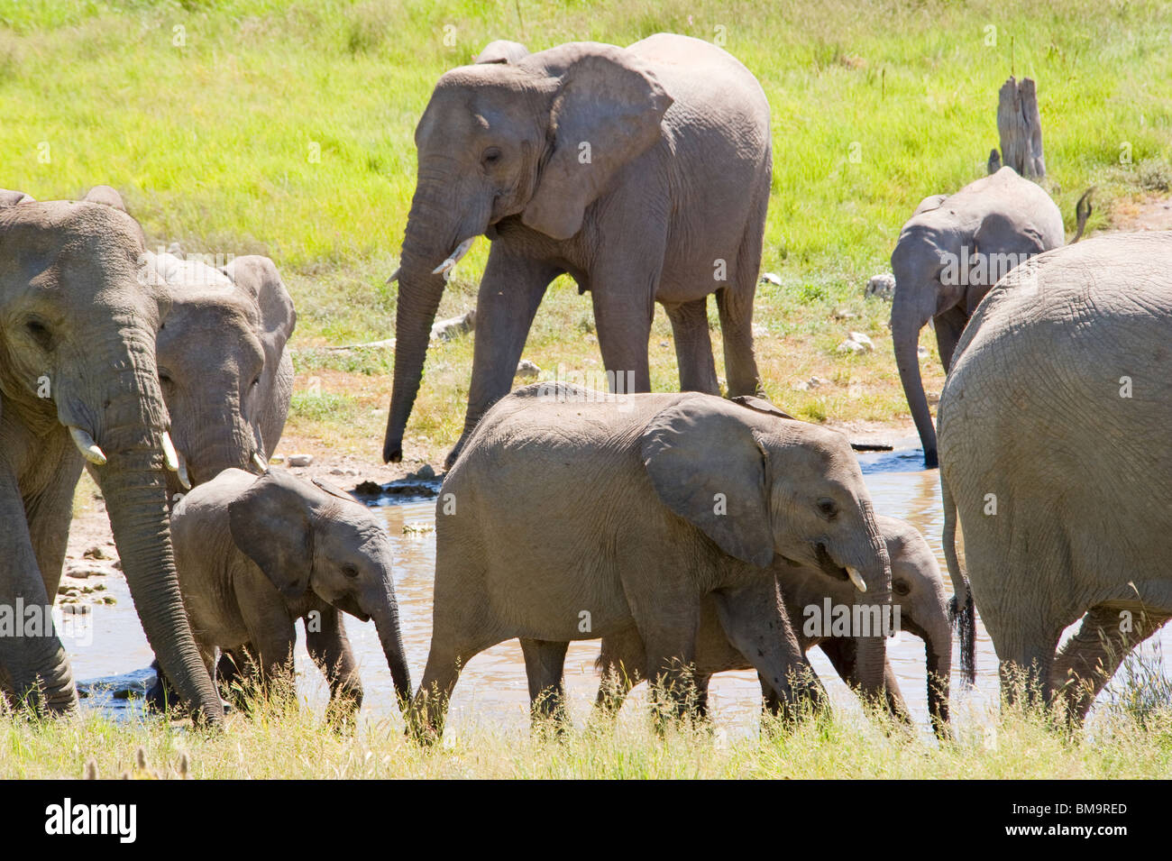 African elephant herd walk hi-res stock photography and images - Alamy
