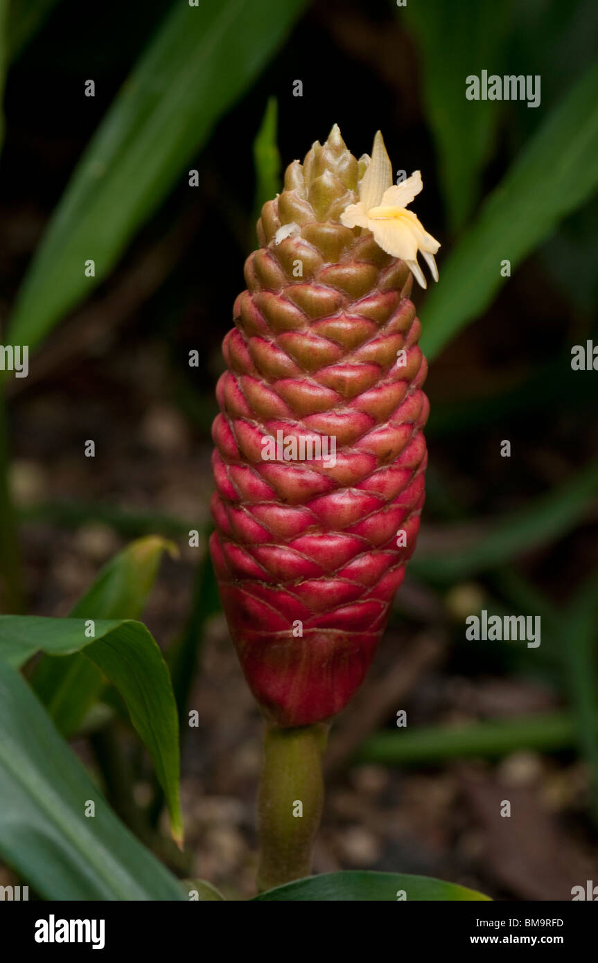 Zingiber officinale flower hi-res stock photography and images - Alamy
