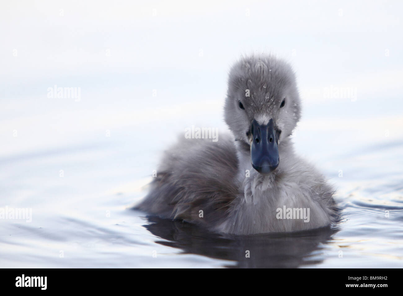 Duckling Swan High Resolution Stock Photography and Images - Alamy