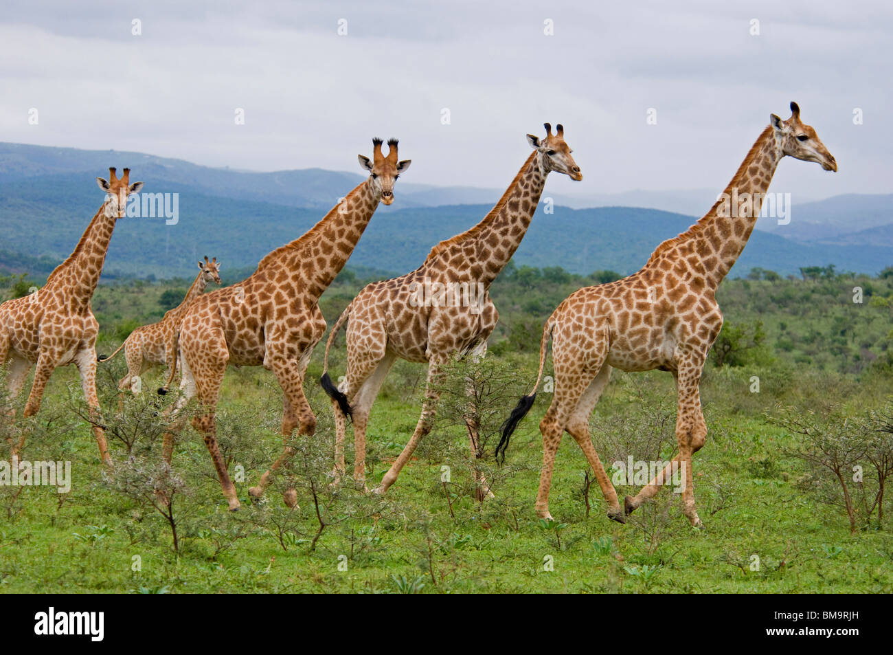 Giraffes in a row Stock Photo - Alamy