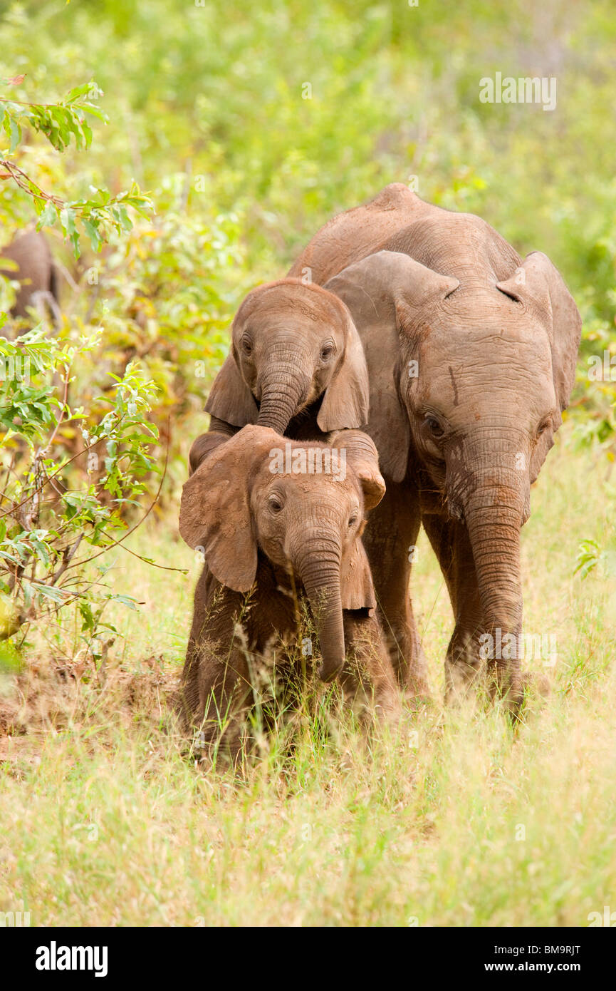 Elephant calves playing Stock Photo - Alamy