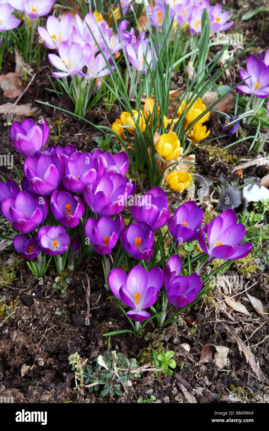 English Country Garden - Mixed spring crocus selection provide a riot ...