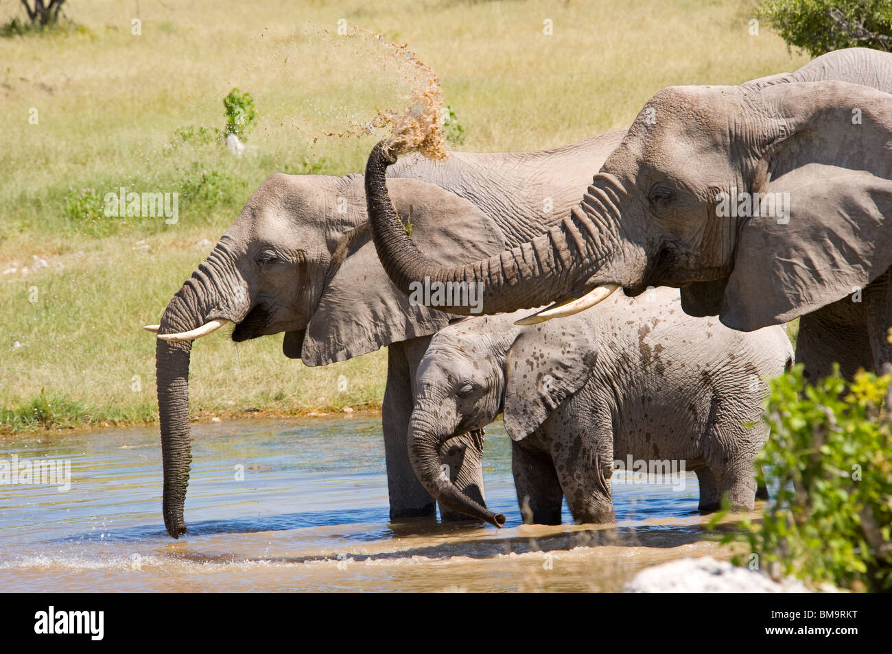 African elephants drinking at a waterhole Stock Photo - Alamy