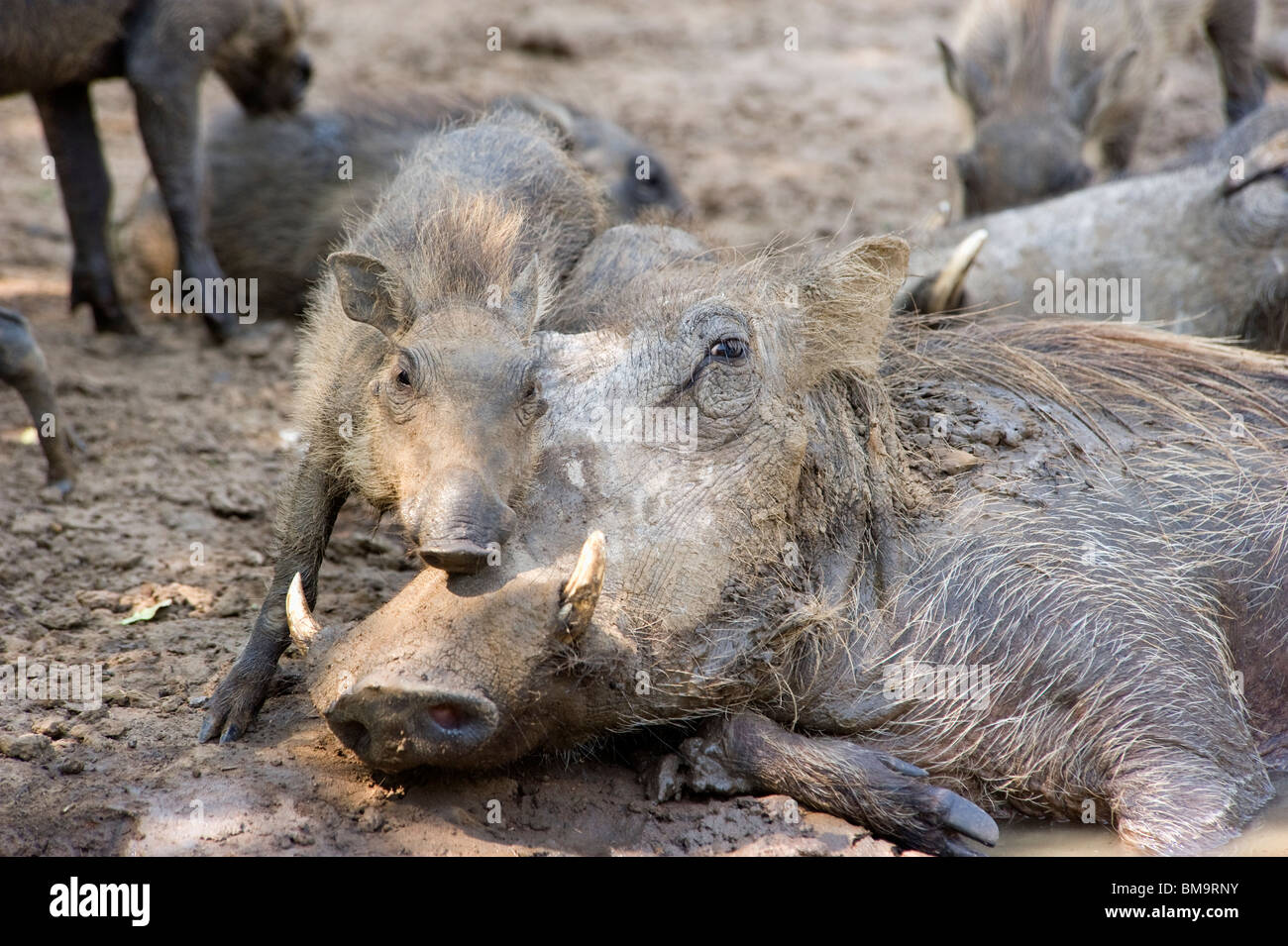 Warthog young hi-res stock photography and images - Alamy