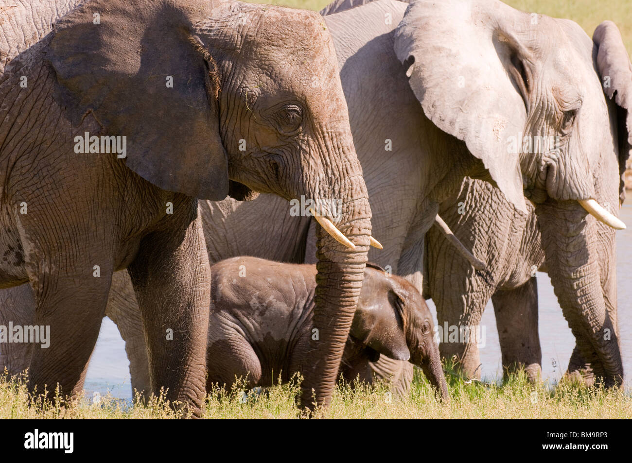 Lots of elephants Stock Photo - Alamy