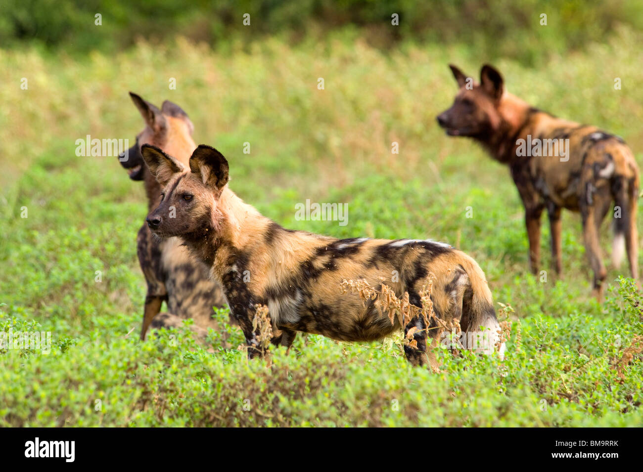 African wild dog on the hunt Stock Photo - Alamy