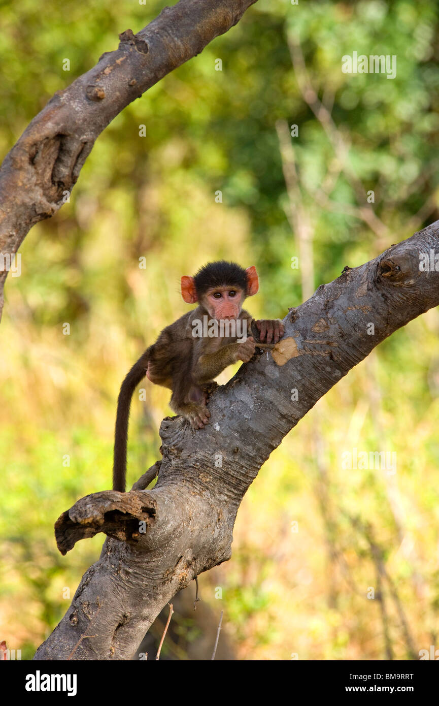 Baboon baby hi-res stock photography and images - Alamy