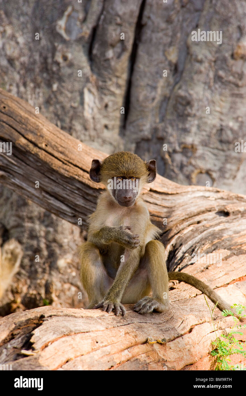 Young baboon watching Stock Photo - Alamy