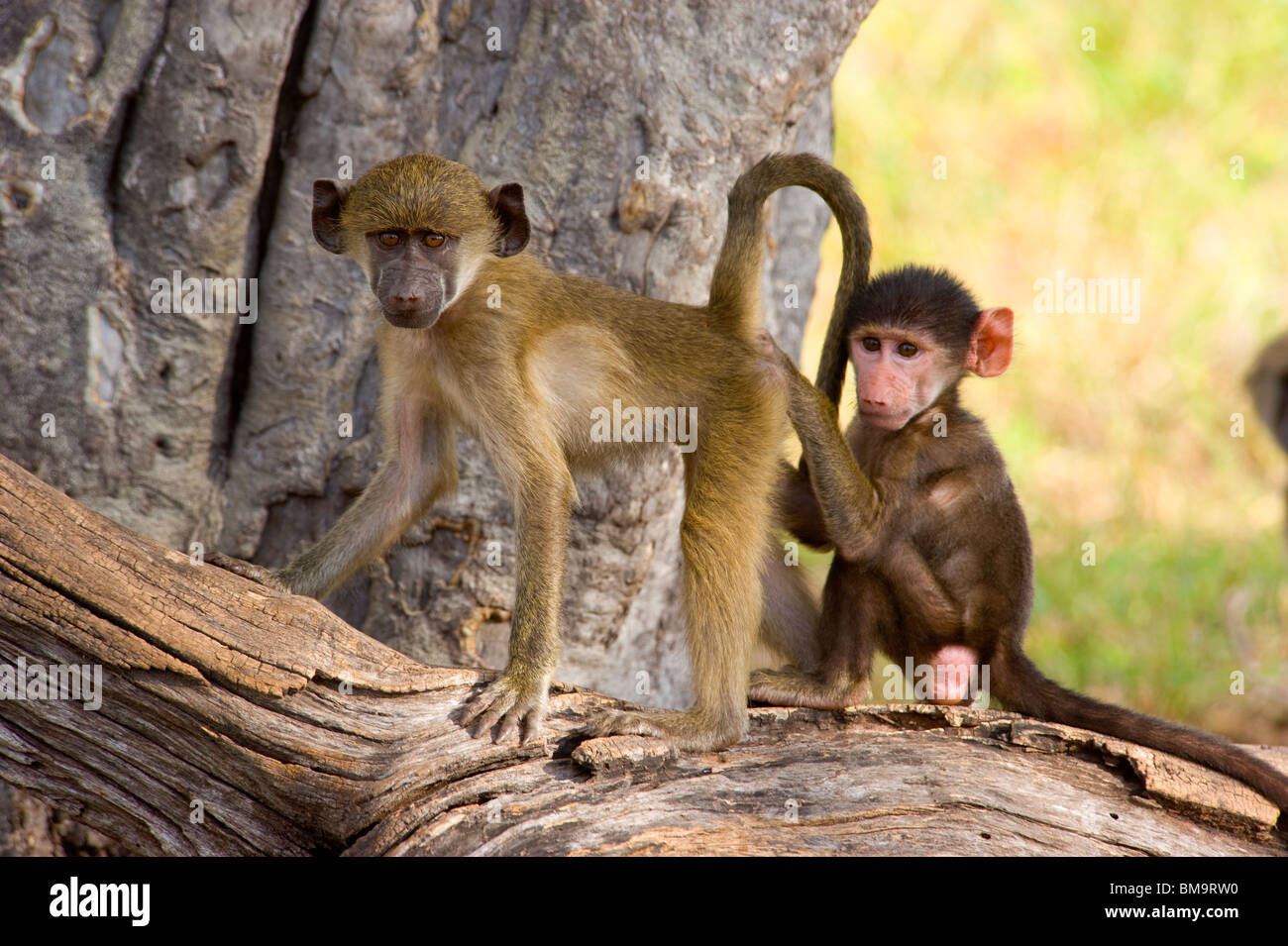 Young baboons playing on a tree Stock Photo - Alamy