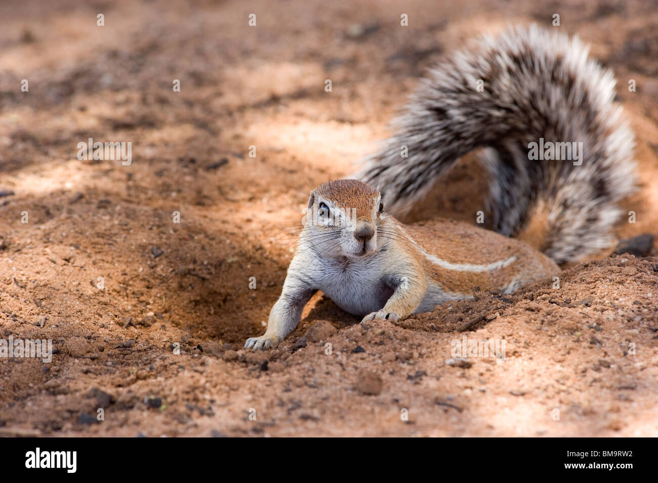 Bushy squirrel tail hi-res stock photography and images - Alamy