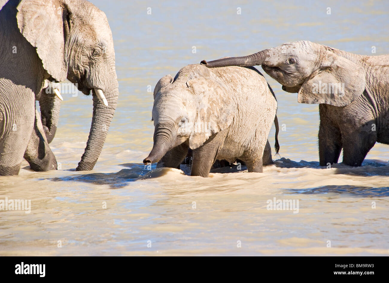 African elephants playing in the water Stock Photo - Alamy