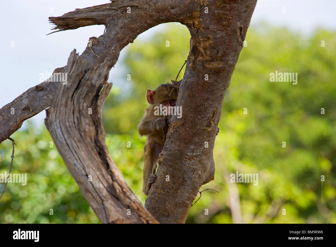 Baby peering hi-res stock photography and images - Alamy
