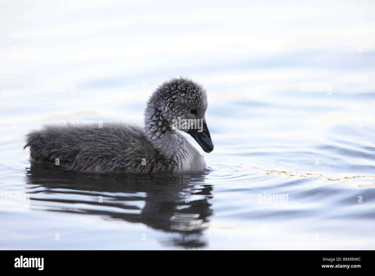 Lonely duckling hi-res stock photography and images - Alamy
