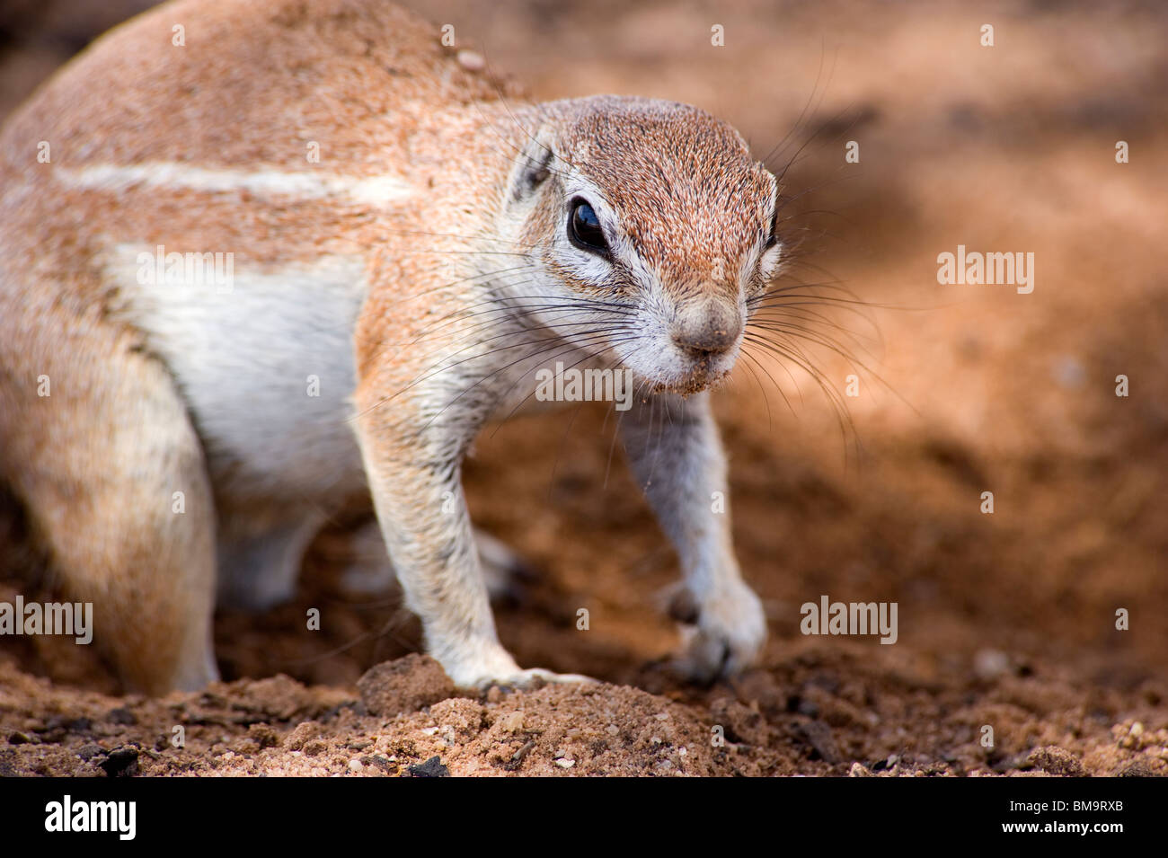 African ground squirrel hi-res stock photography and images - Alamy