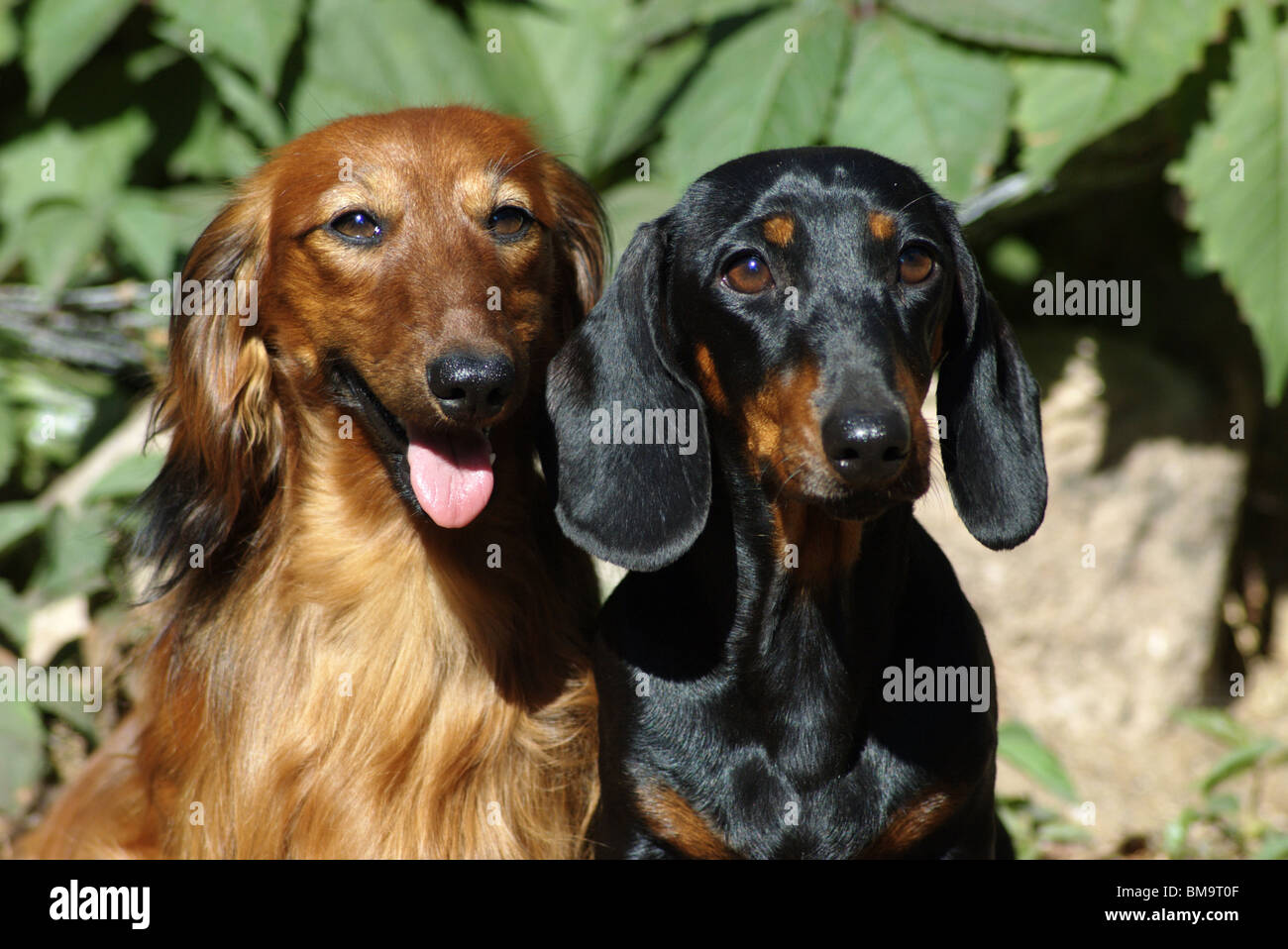 Two dachshund hi-res stock photography and images - Alamy