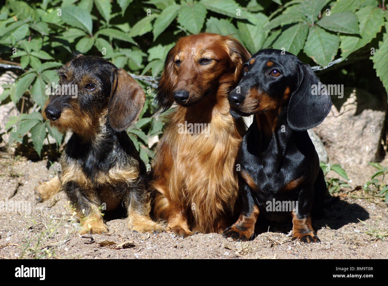 Three walking Dachshunds Stock Photo - Alamy
