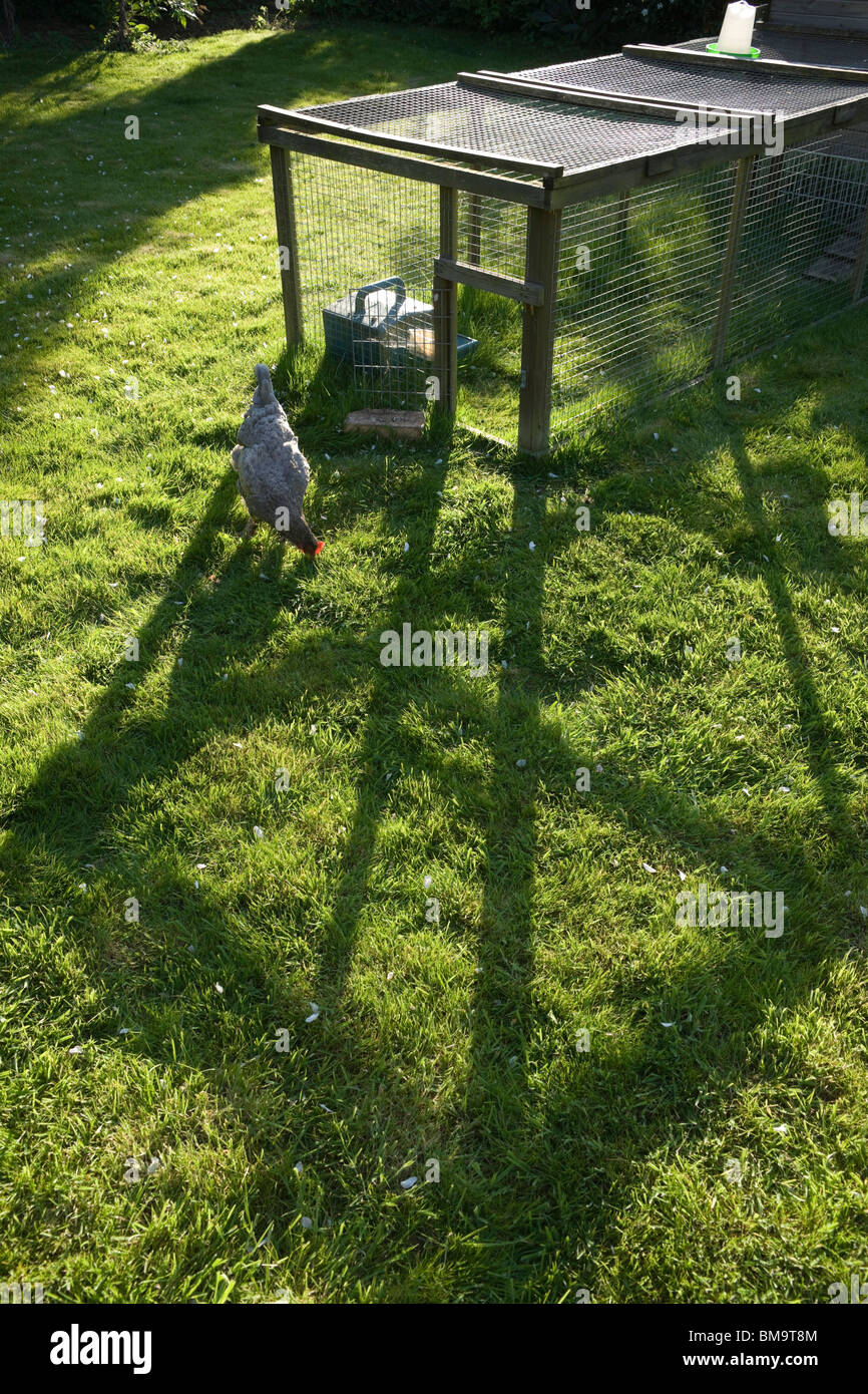 Domestic hen keeping in garden - hen run on lawn with grey hen Stock ...