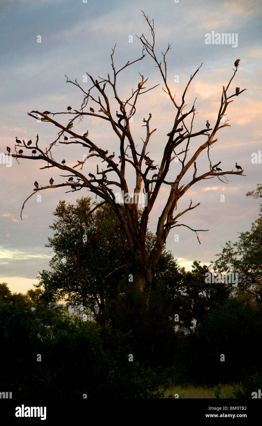 White backed vultures roosting hi-res stock photography and images - Alamy