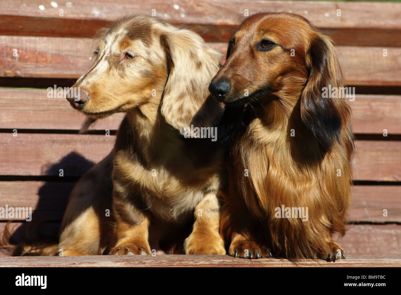 Smooth coat dachshund hi-res stock photography and images - Alamy