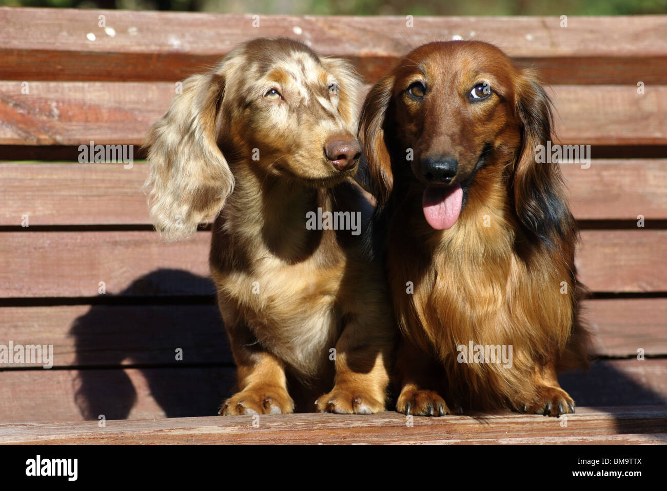 Smooth coat dachshund hi-res stock photography and images - Alamy