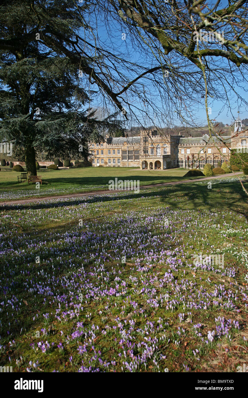 Spring Crocus display in the gardens of the historic stately home, a ...