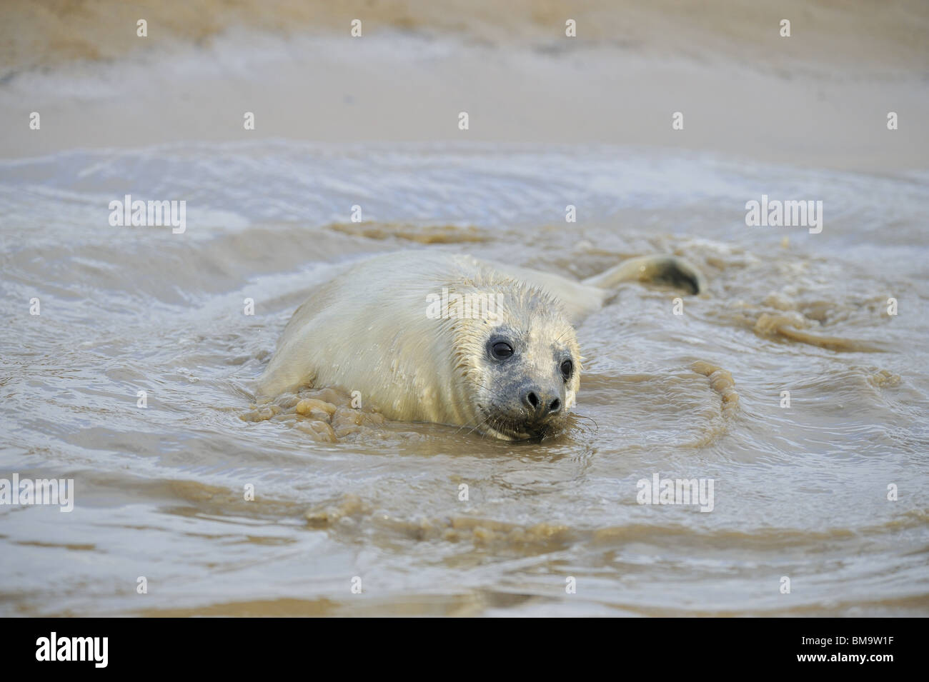 Pup gray seal playing in the water of a little pool - Lincolnshire ...