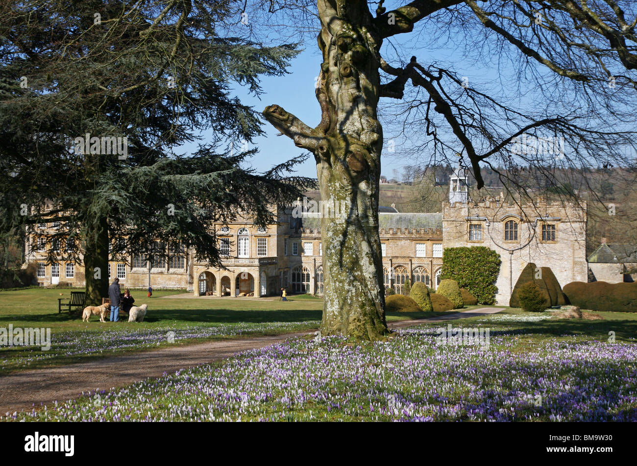 Spring Crocus display in the gardens of the historic stately home, a ...