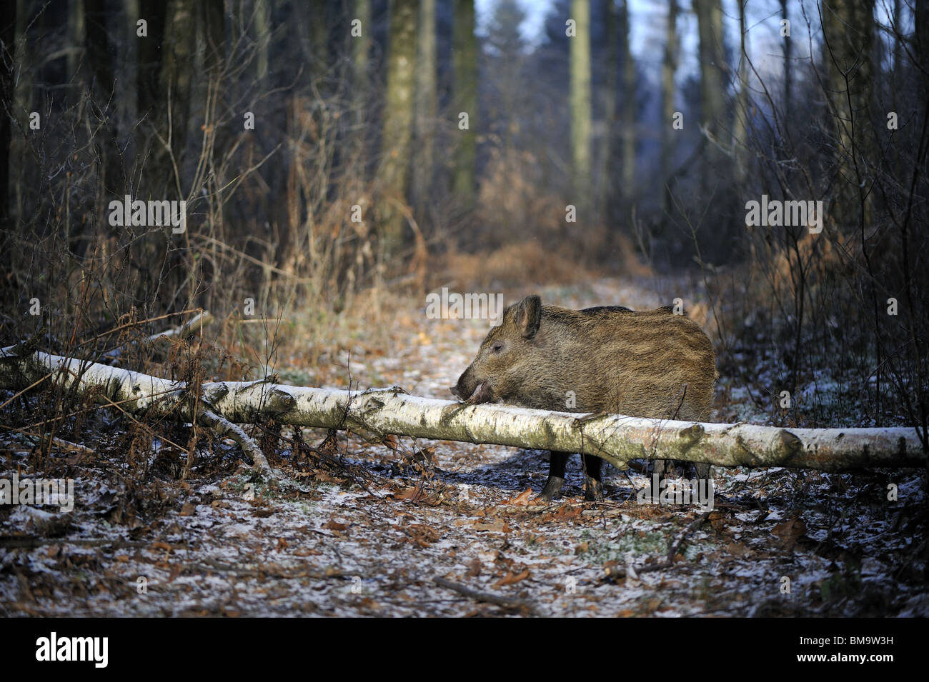Young wild boar (Sus scrofa) looking for food in a forest in winter ...
