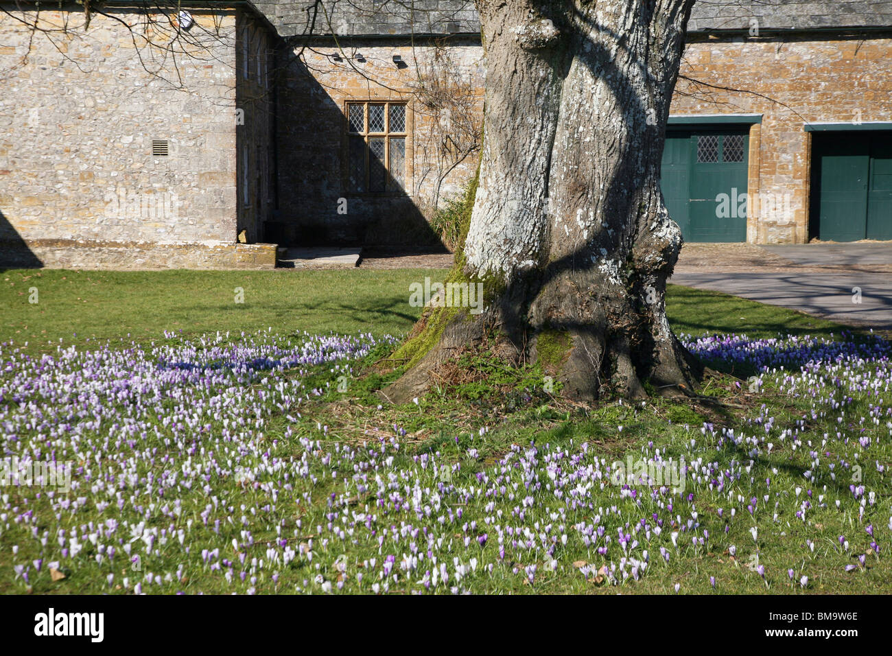 Spring Crocus display in the gardens of the historic stately home, a ...