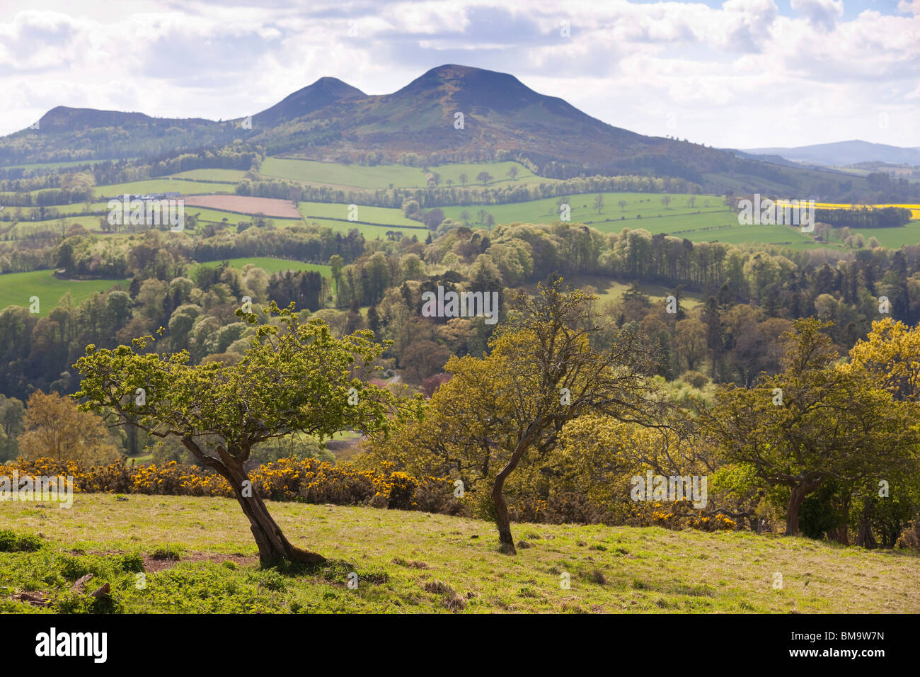 The Eildon Hills in the Scottish Borders UK in springtime - hawthorne ...