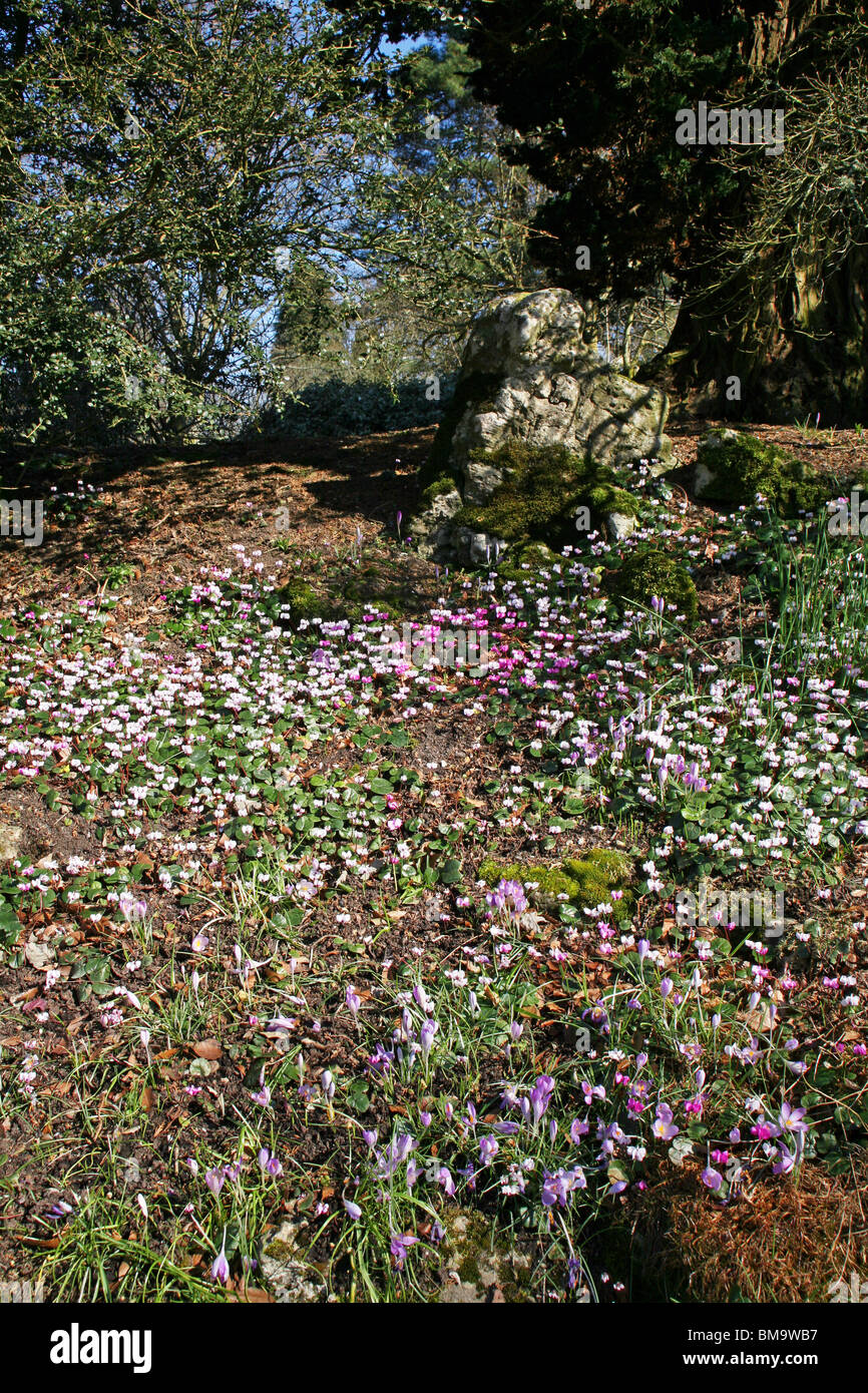 Spring Crocus display in the gardens of the historic stately home, a ...