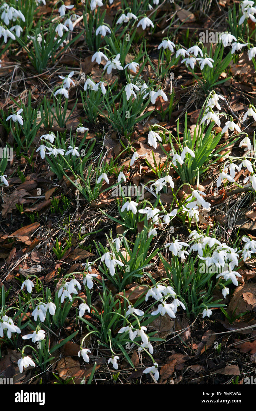 Spring Crocus display in the gardens of the historic stately home, a ...