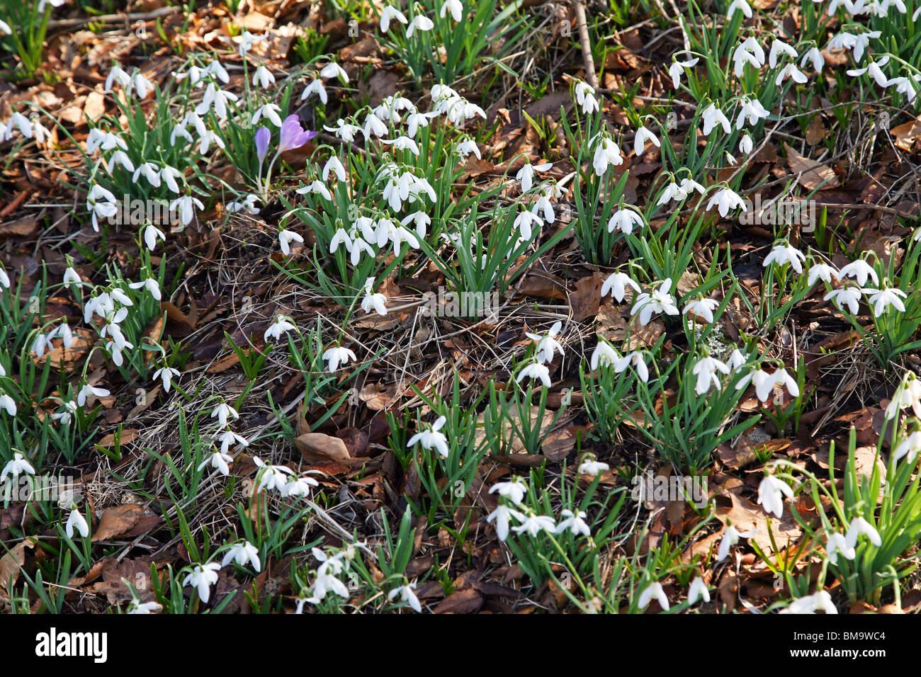 Spring Crocus display in the gardens of the historic stately home, a ...