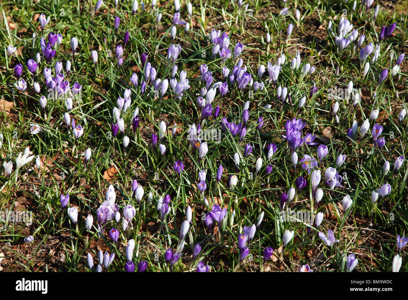 Spring Crocus display in the gardens of the historic stately home, a ...