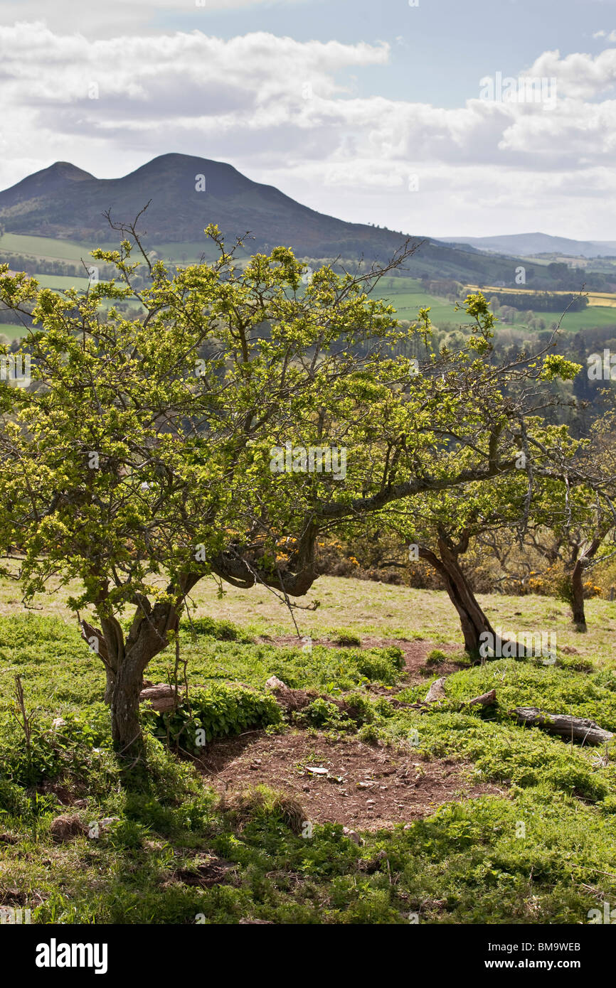 The Eildon Hills in the Scottish Borders UK in springtime - hawthorne ...
